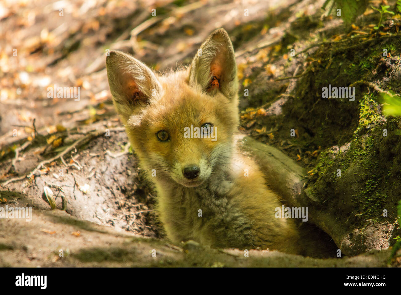 red fox cub at earth Stock Photo - Alamy
