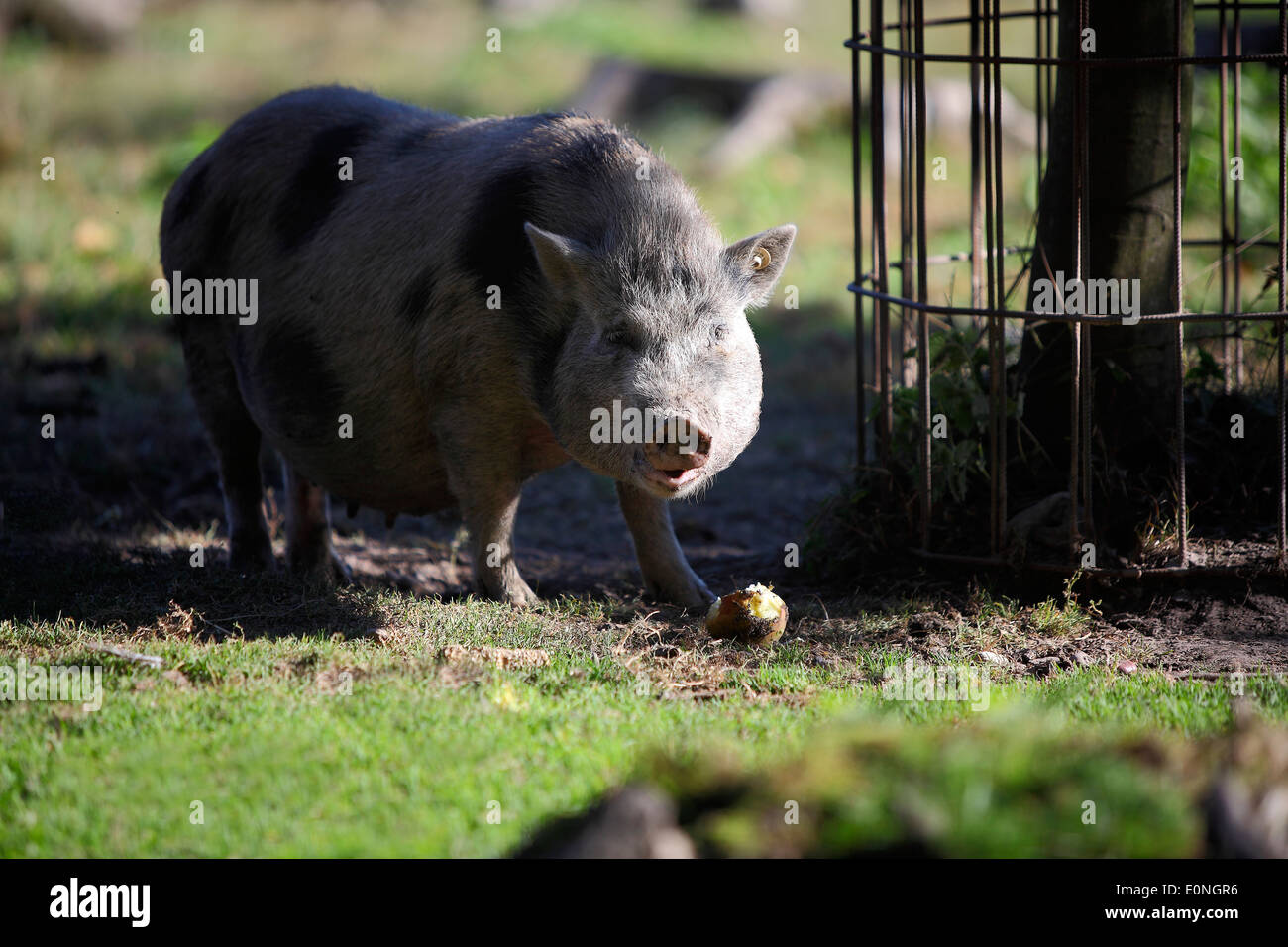 Bentheim pig in a deer park Stock Photo - Alamy