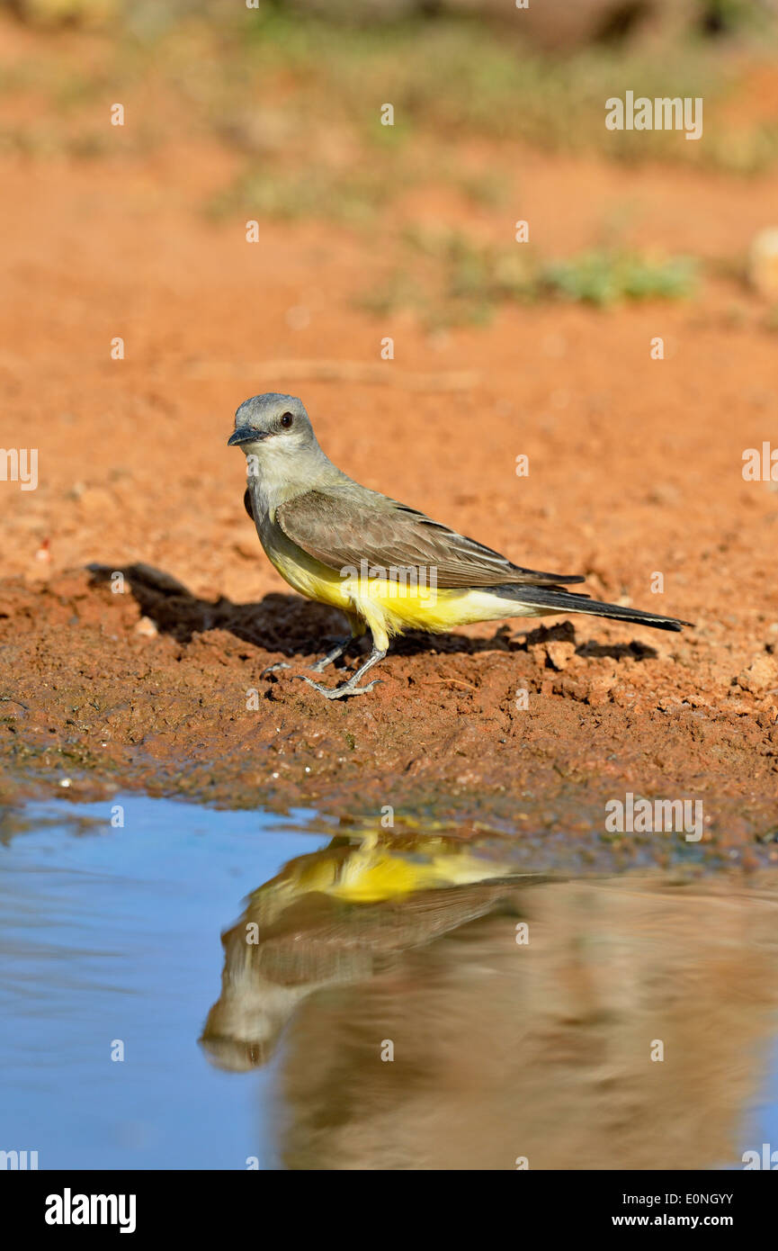 Couch's Kingbird (Tyrannus couchii), Rio Grande City, Texas, USA Stock ...