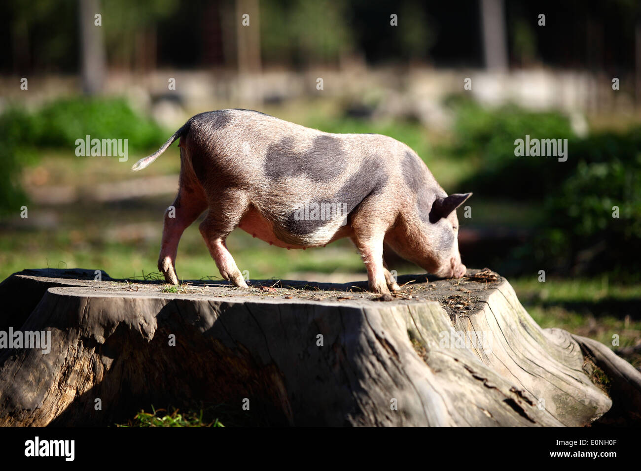 Bentheim pig in a deer park Stock Photo - Alamy