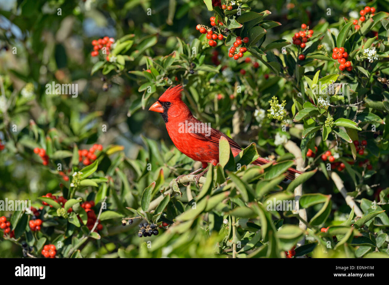 North texas birds hi-res stock photography and images - Alamy