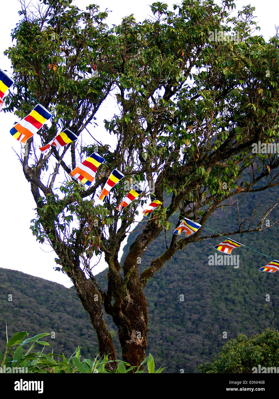 Buddhistic flags at a tree in Sri Lanka Stock Photo - Alamy