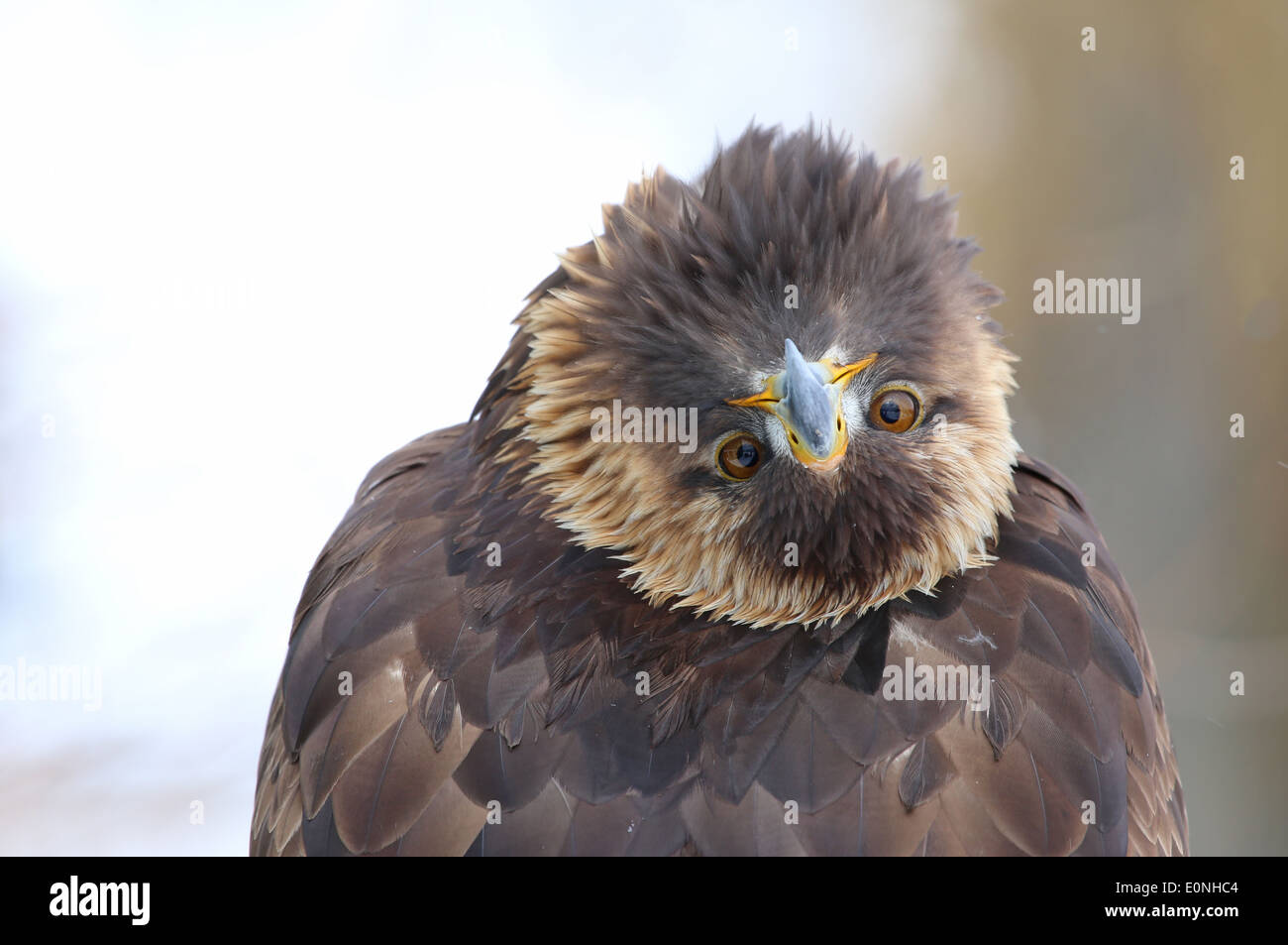 Bending over bending down hi-res stock photography and images - Alamy