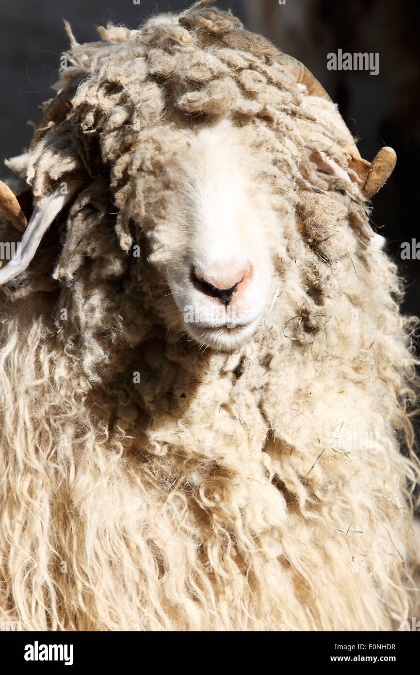 Heep hi-res stock photography and images - Alamy