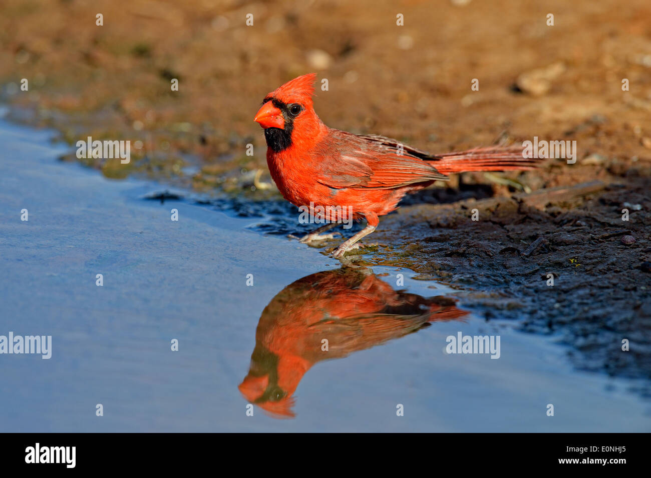 Northern Cardinal (Cardinalis cardinalis) Male, Rio Grande City, Texas ...