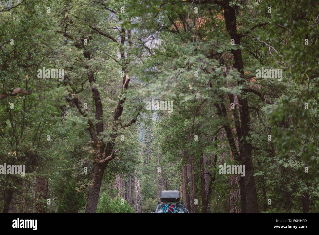 Car driving through forest hi-res stock photography and images - Alamy