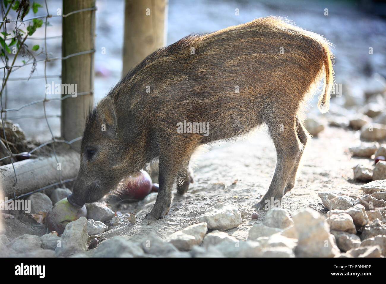 Wild Boar Ham High Resolution Stock Photography and Images - Alamy