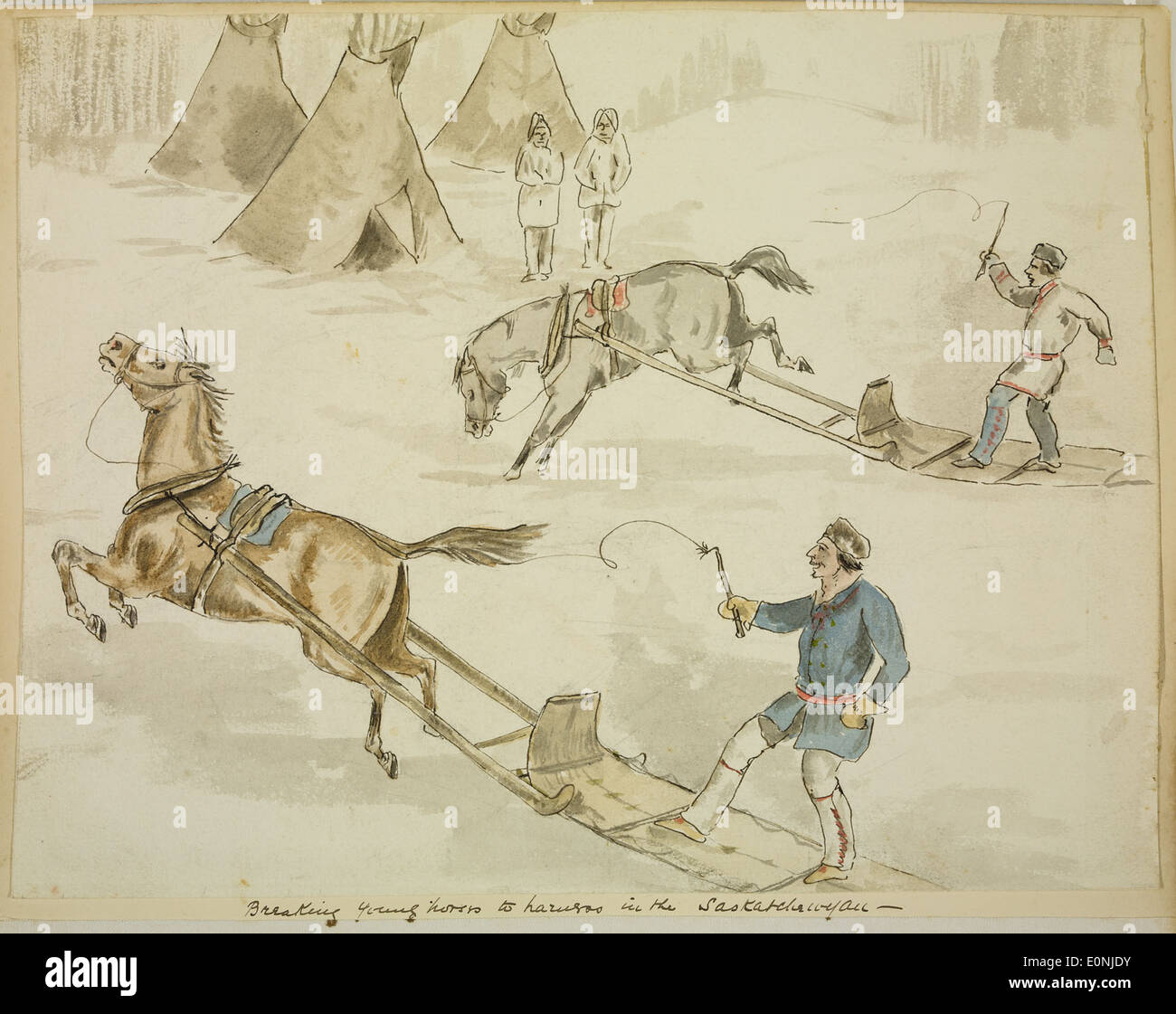 This image depicts the process of breaking young horses to harness in ...