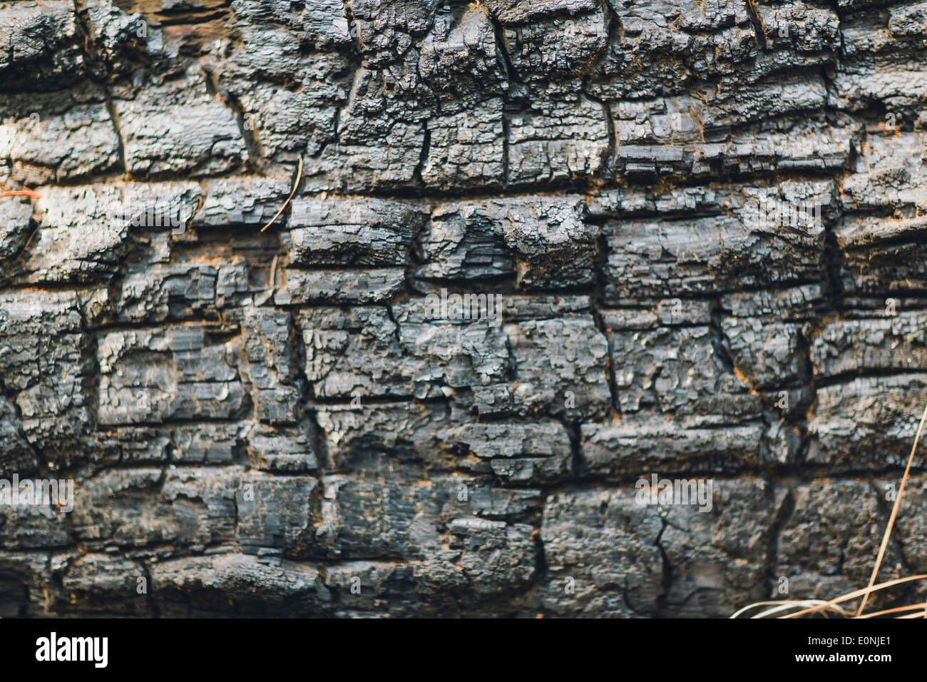 close up burnt textured bark Stock Photo - Alamy