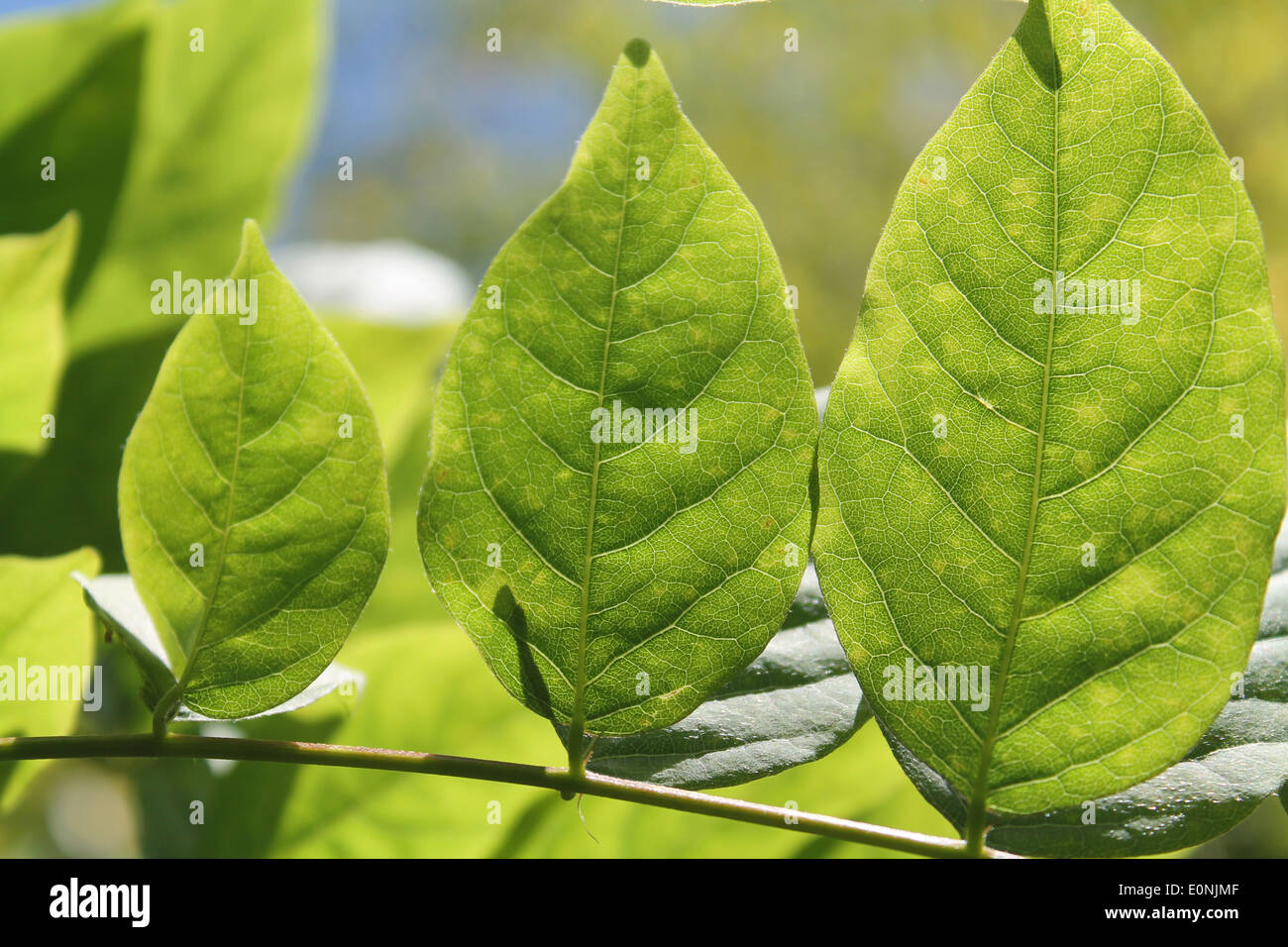 The Three Leaves Stock Photo - Alamy