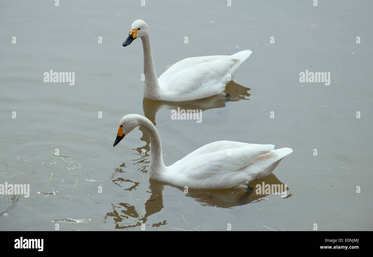 Two white swans Stock Photo - Alamy