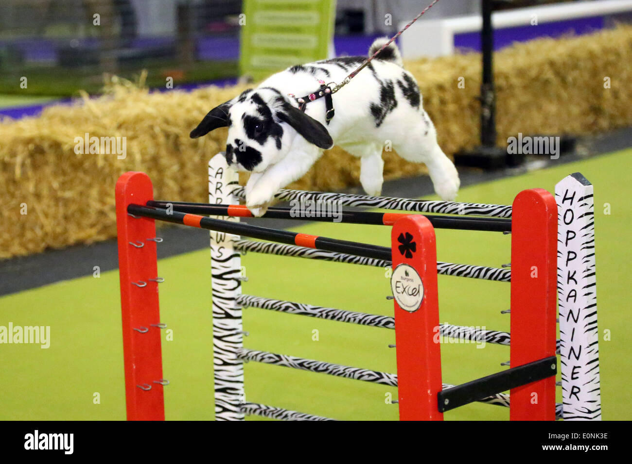 London, UK. 17th May 2014. Rabbit show jumping at the Rabbit Grand ...