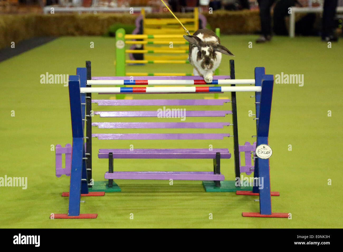 Rabbit show jumping hi-res stock photography and images - Alamy