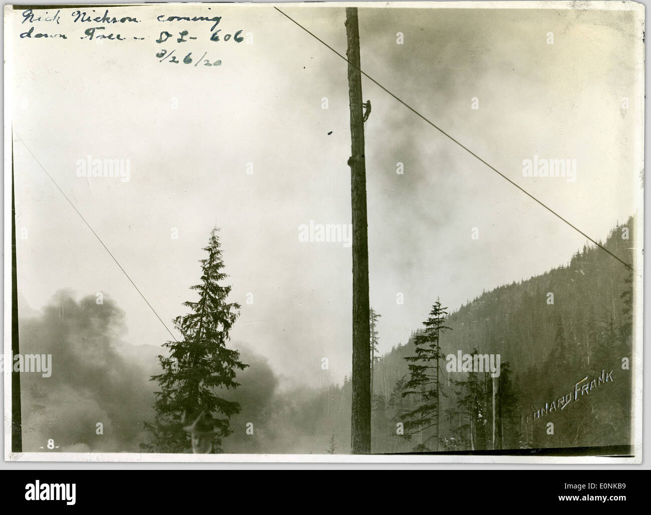 Nick Nickson coming down tree Stock Photo - Alamy
