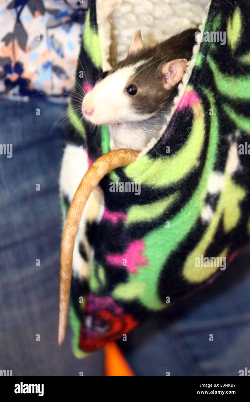 Ratbag hi-res stock photography and images - Alamy