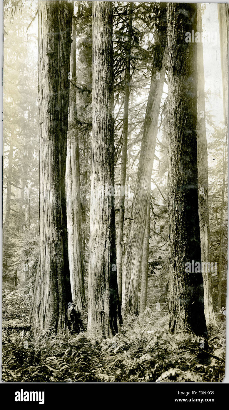 Standing under trees hi-res stock photography and images - Alamy