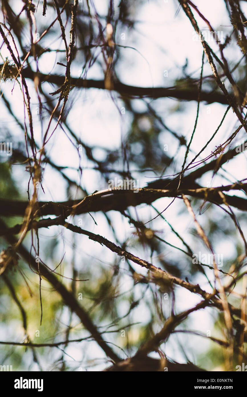 Overlapping twigs hi-res stock photography and images - Alamy