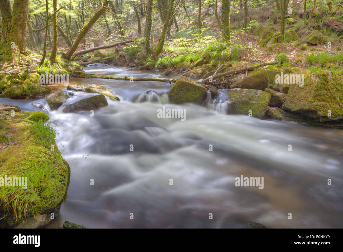 Water from the River Fowey cascading through Draynes Wood making a ...