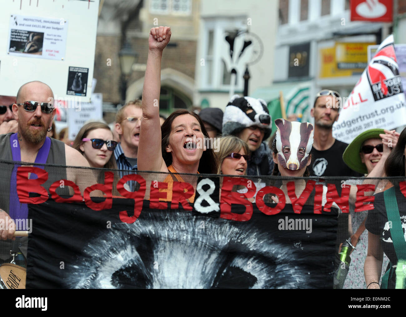 Anti-badger cull protest march, protester behind a Bovine and Badger ...