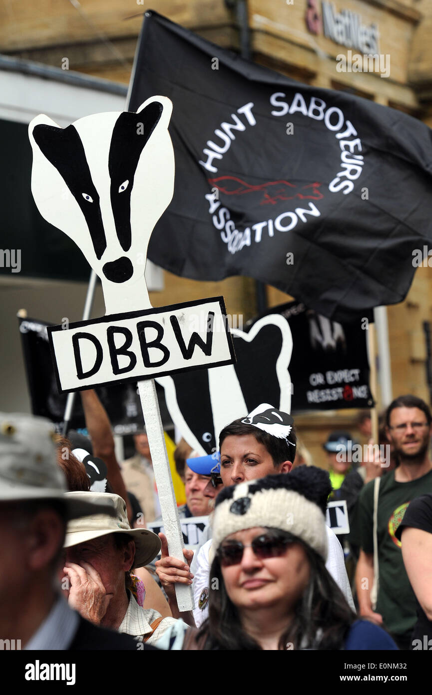 Anti-badger cull protest march, Dorset, Britain, UK Stock Photo - Alamy