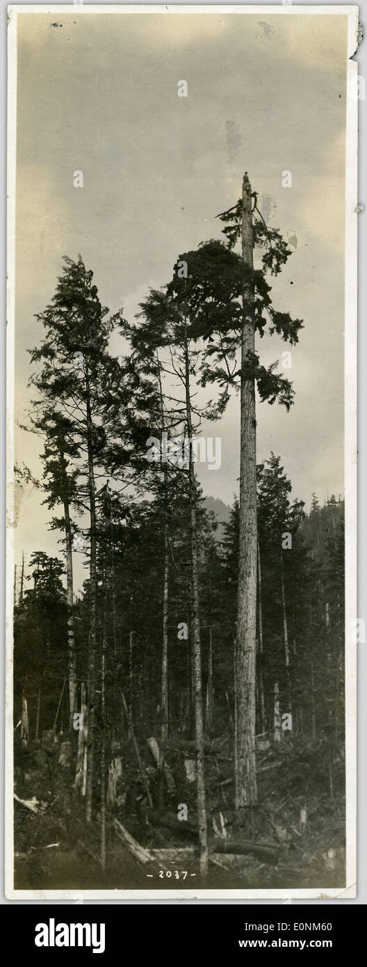 High rigger tree hi-res stock photography and images - Alamy