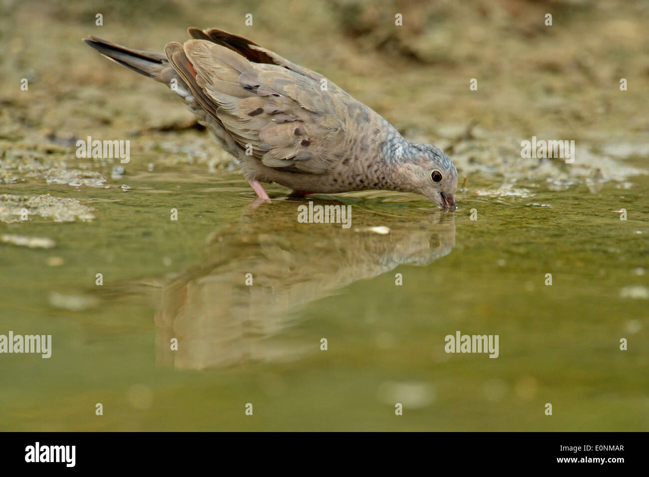Columbina passerina hi-res stock photography and images - Alamy