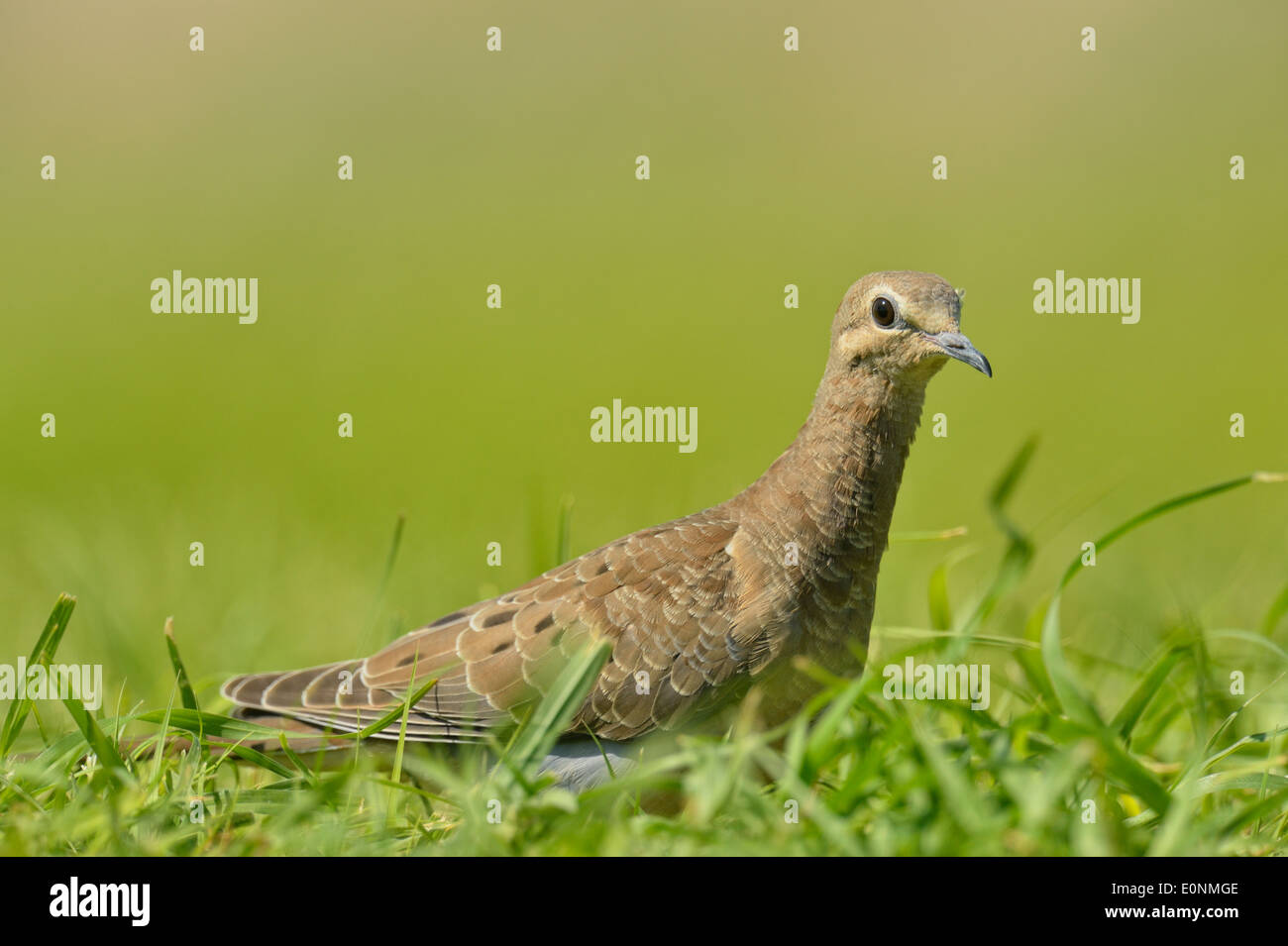 Juvenile mourning dove hi-res stock photography and images - Alamy