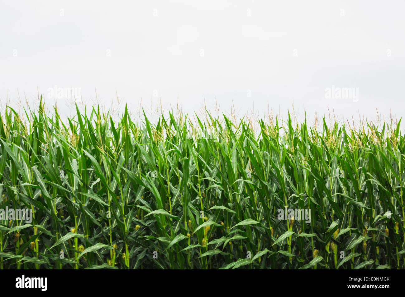corn crop with cloudy sky in background Stock Photo - Alamy
