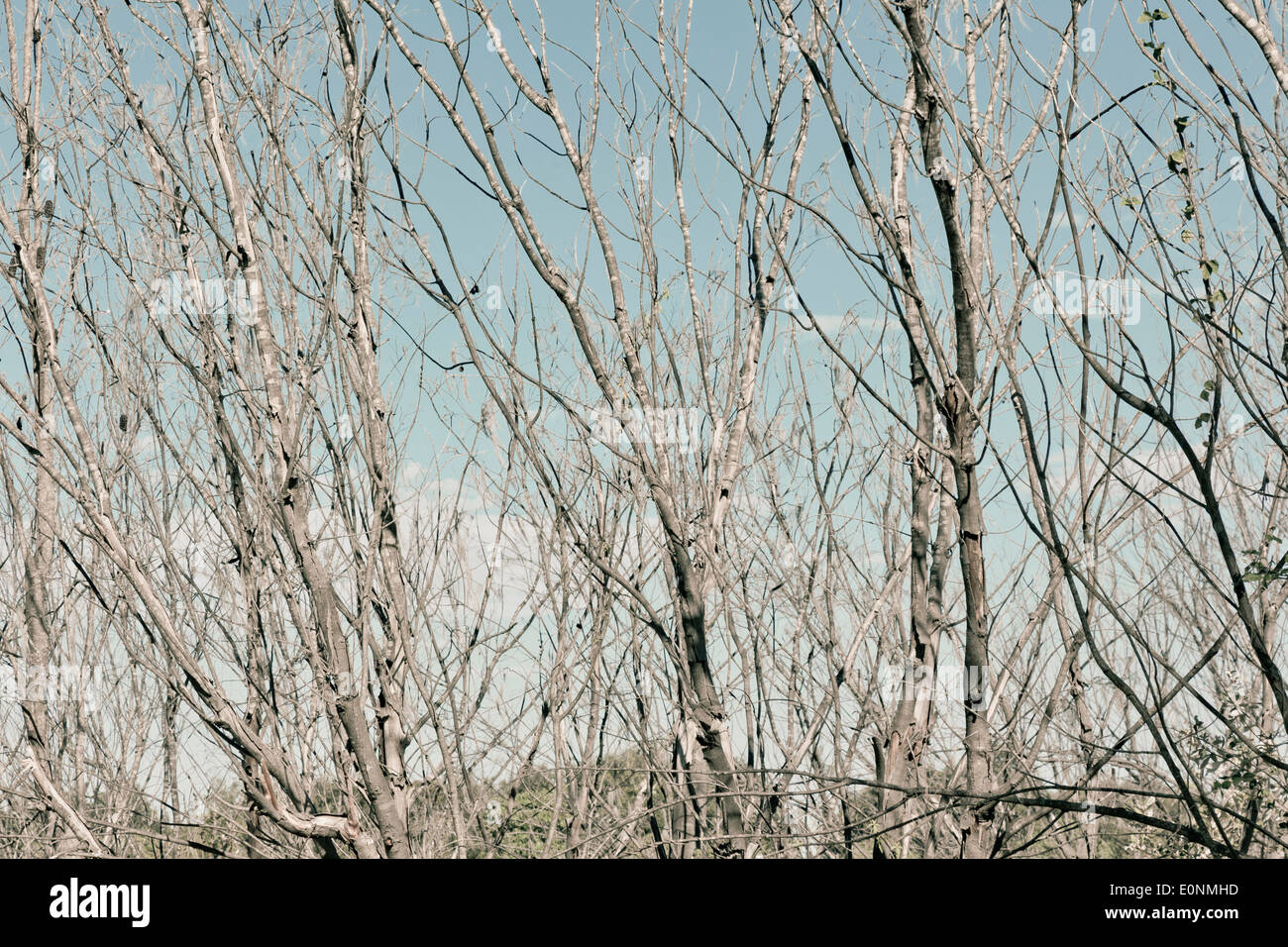 Forest of dry dead trees Stock Photo - Alamy