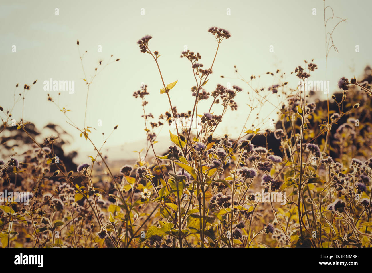 pretty field of purple flowers in the afternoon light Stock Photo - Alamy