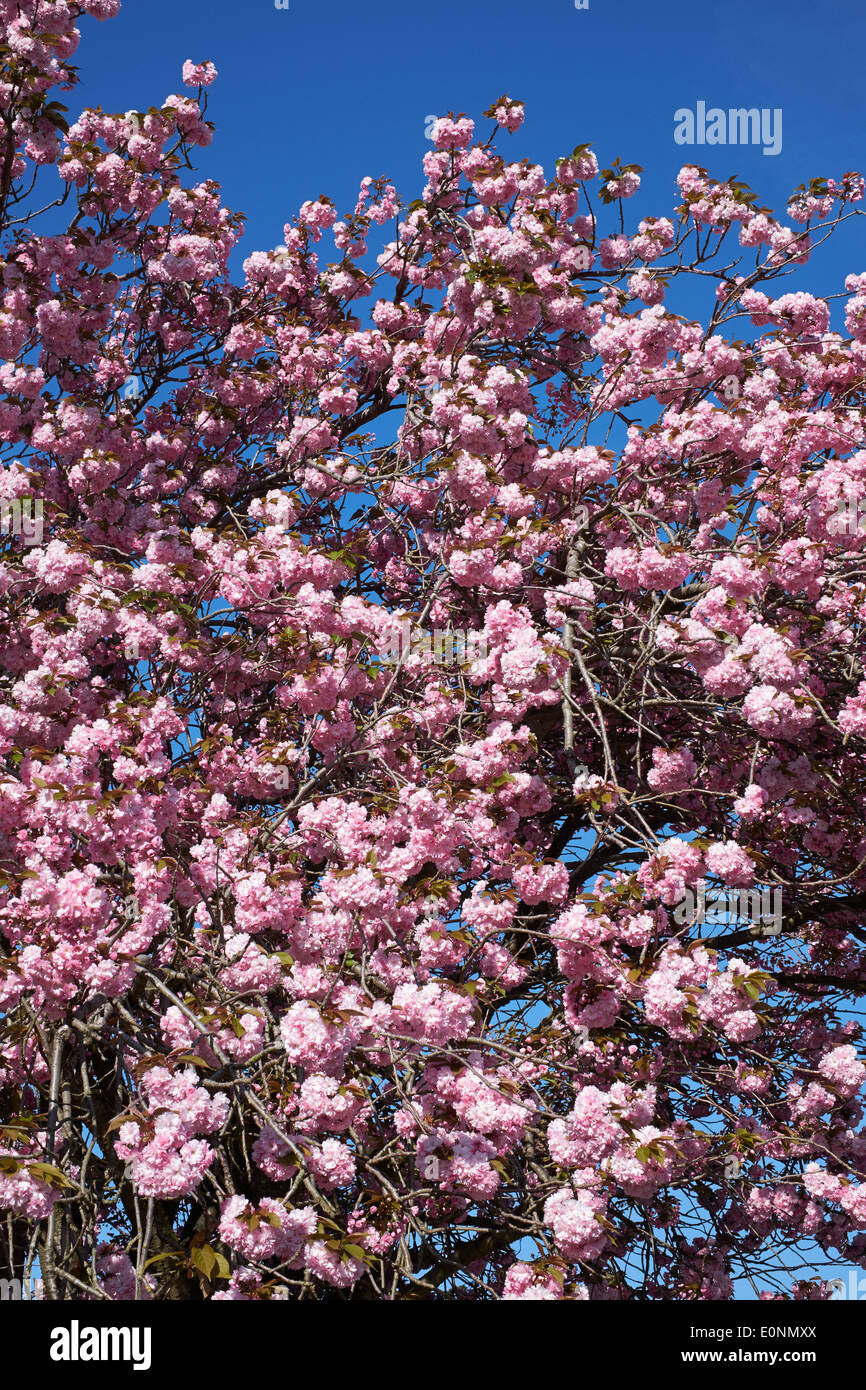Pink blossom hi-res stock photography and images - Alamy