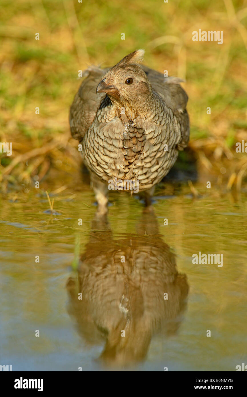 Scaled Quail (Callipepla squamata), Rio Grande City, Texas, USA Stock ...