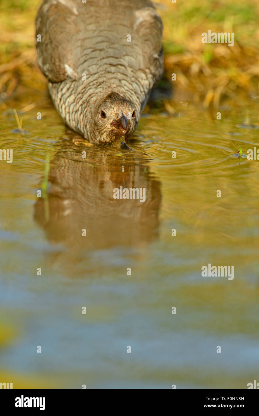 Blue scaled quail bird hi-res stock photography and images - Alamy