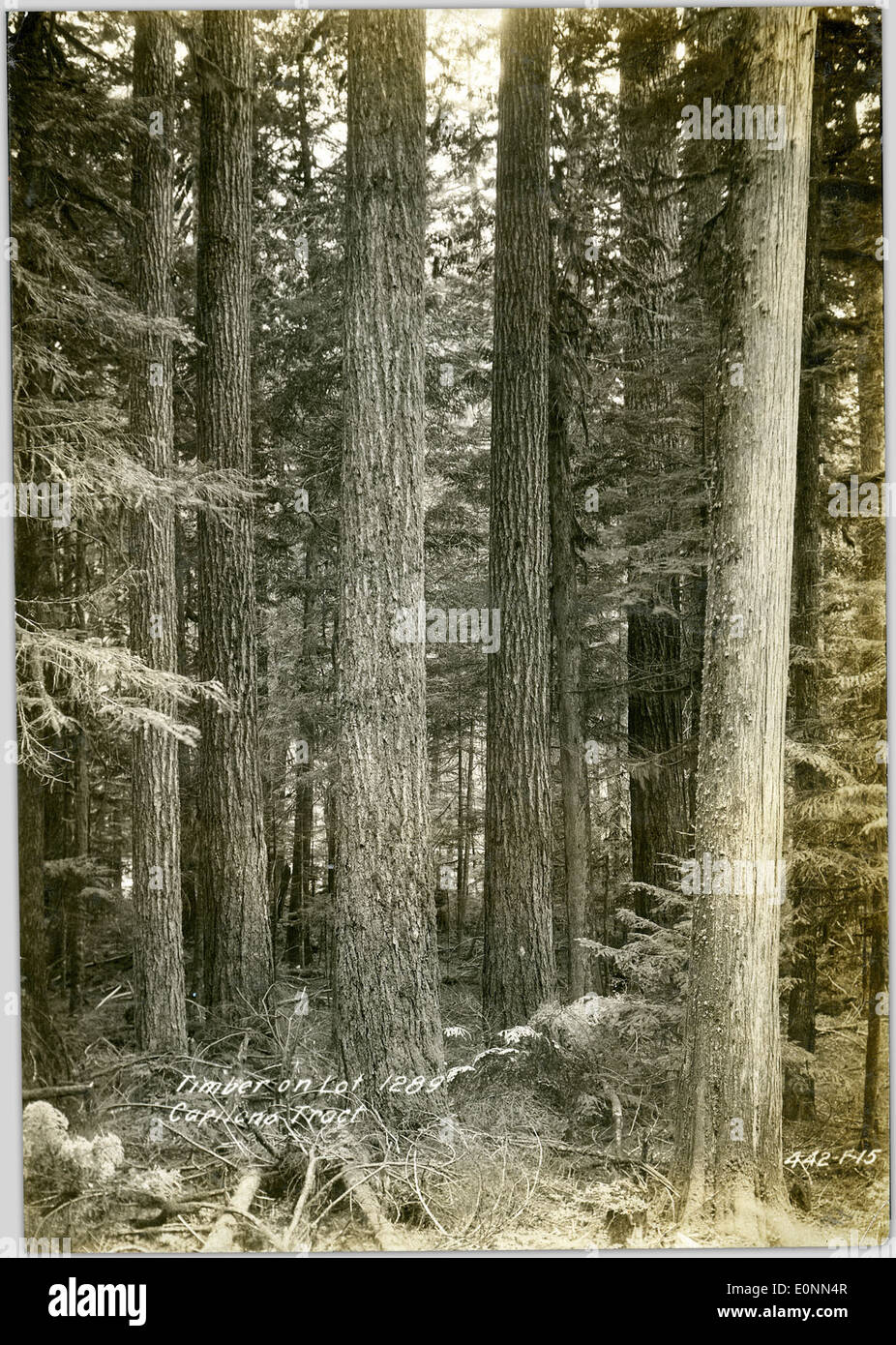 This image shows timber on lot 1289 in the Capilano Tract, an area ...