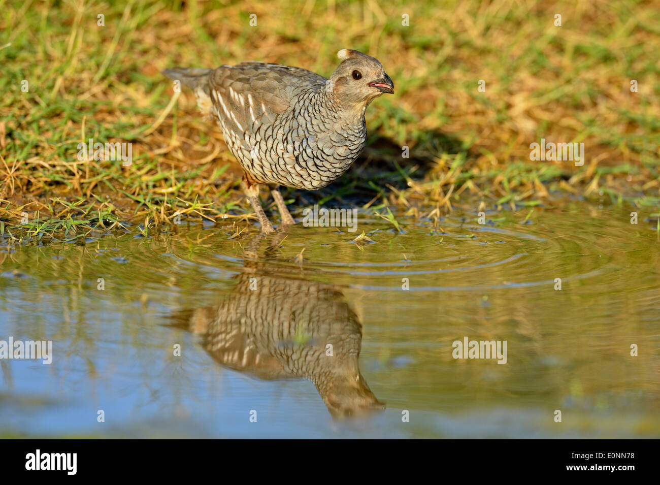 Blue scaled quail bird hi-res stock photography and images - Alamy