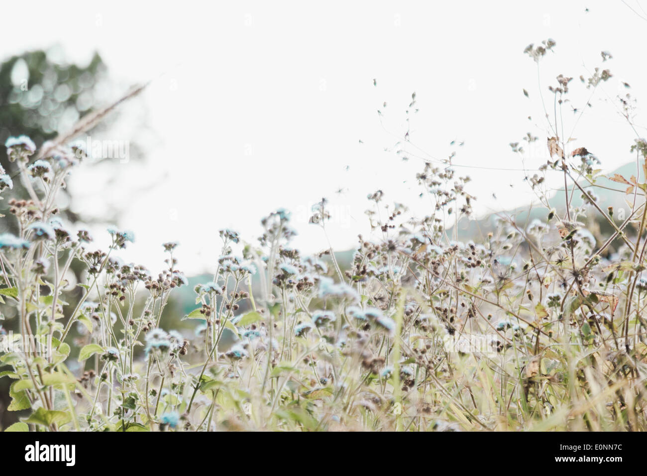 pretty field of beautiful blue flowers Stock Photo - Alamy
