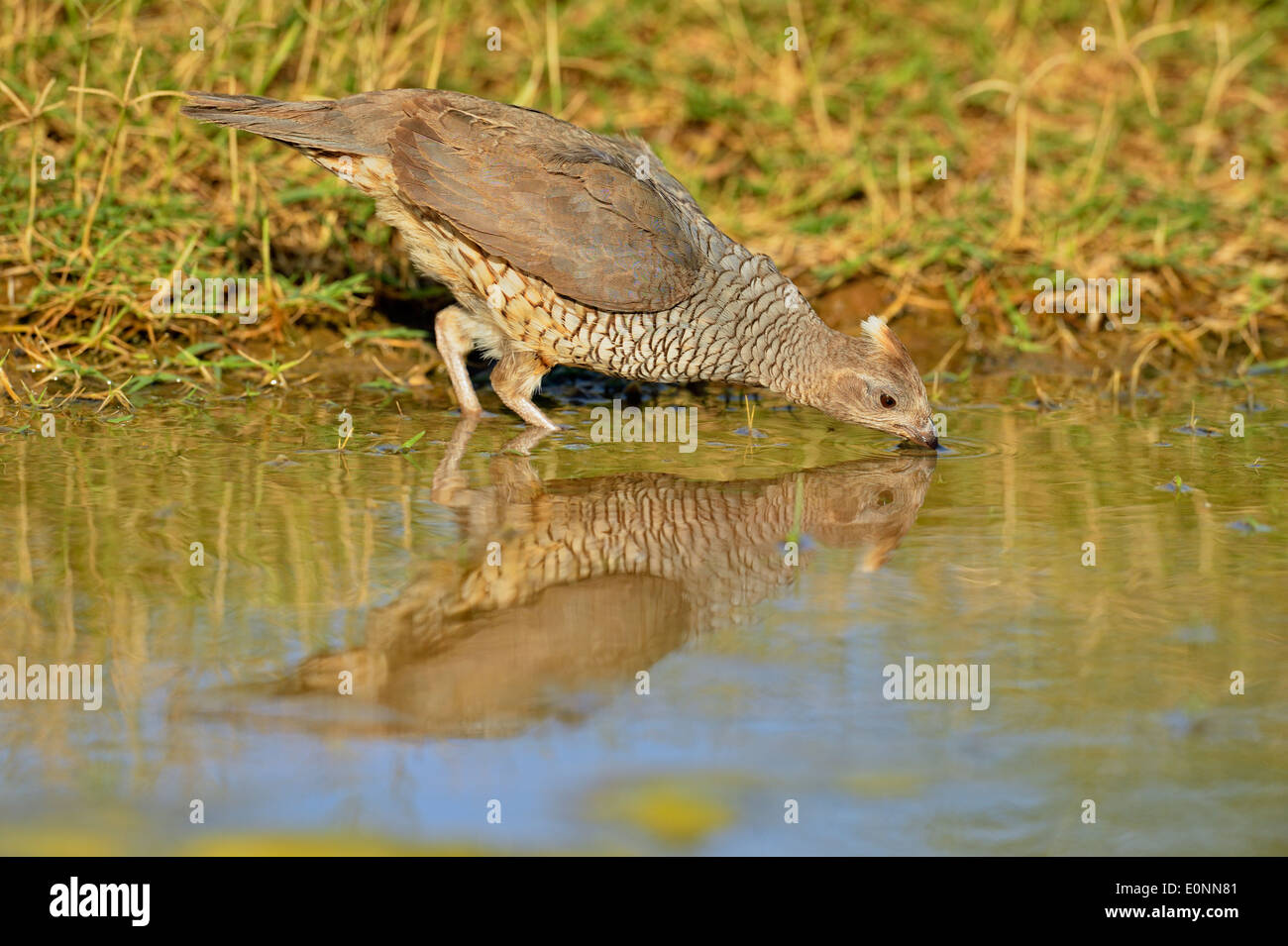 Scaled Quail (Callipepla squamata), Rio Grande City, Texas, USA Stock ...
