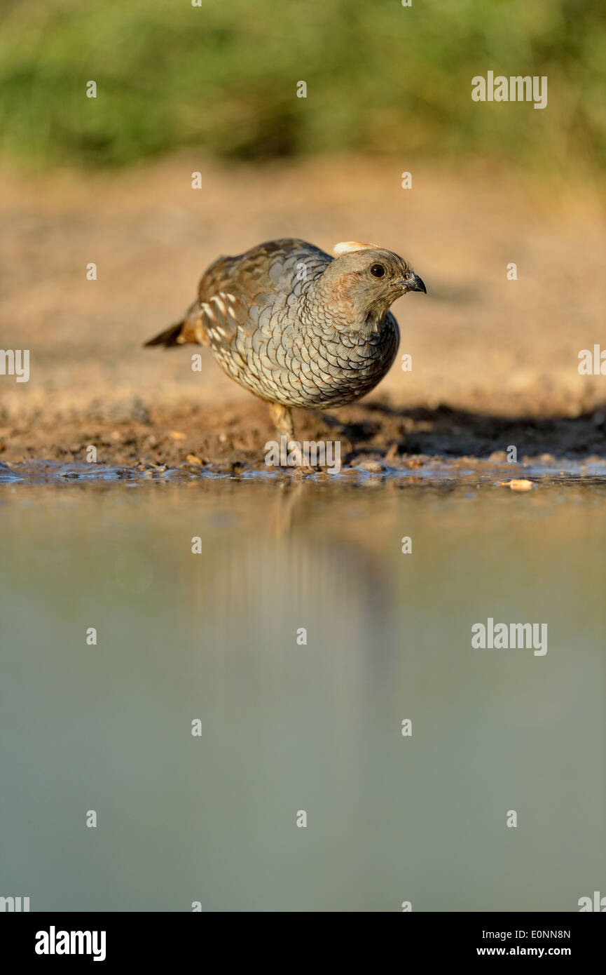 Blue scaled quail bird hi-res stock photography and images - Alamy