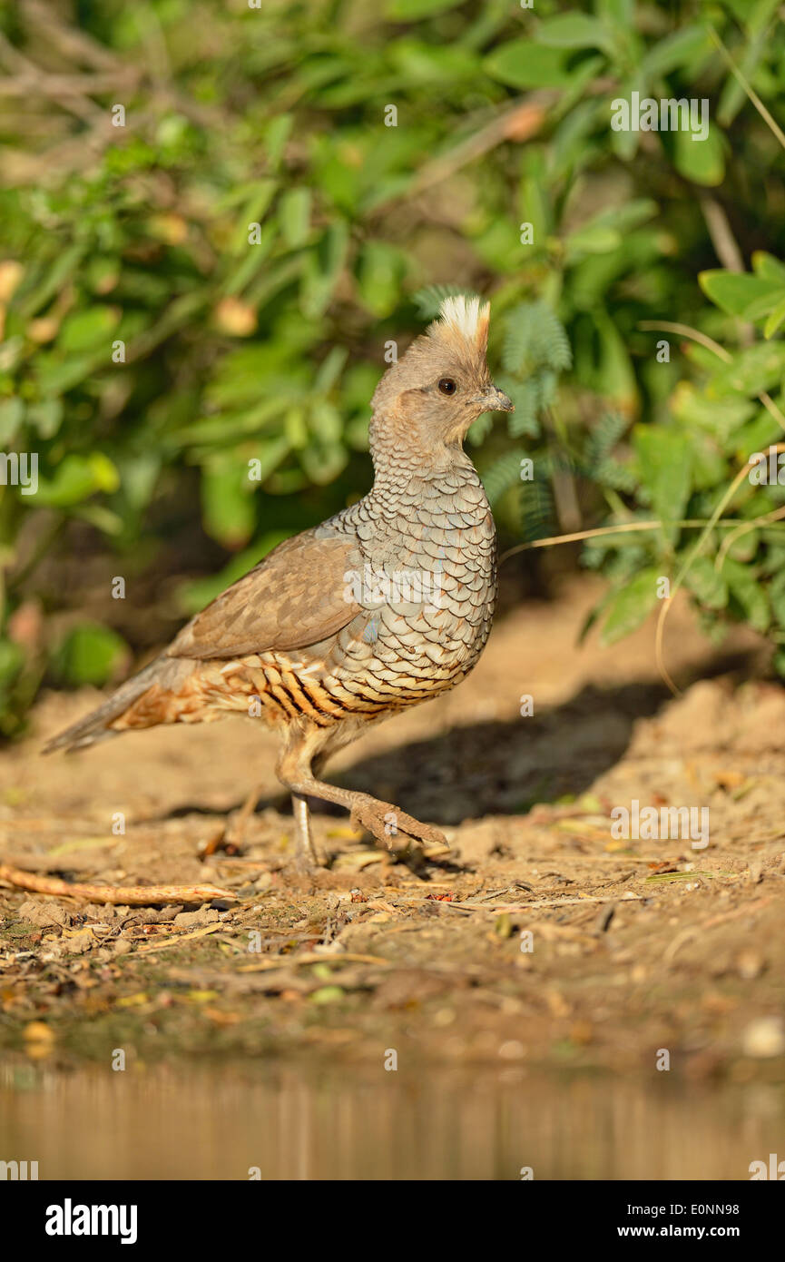 Blue scaled quail bird hi-res stock photography and images - Alamy