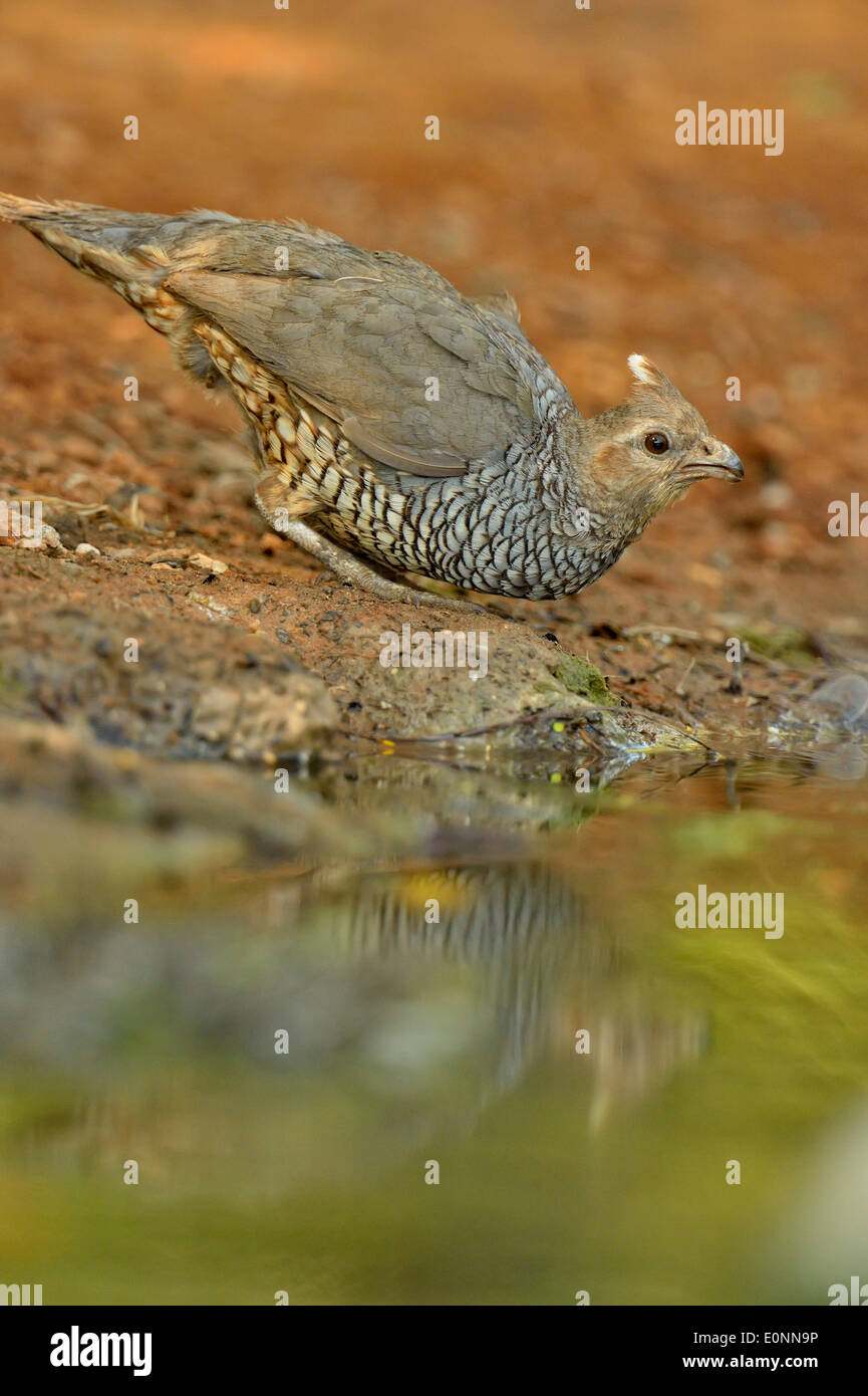 Blue scaled quail bird hi-res stock photography and images - Alamy