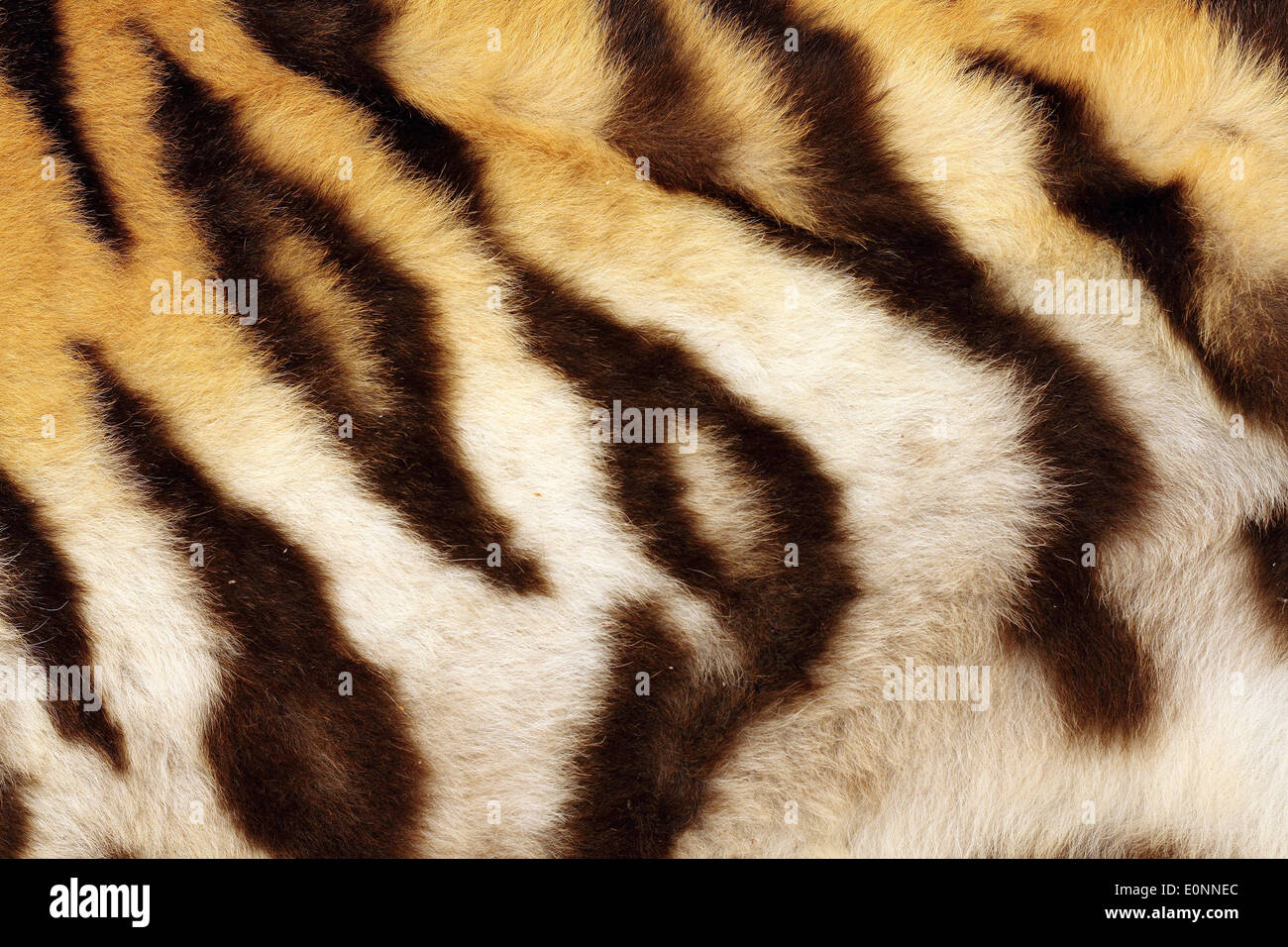 detail on tiger real black stripes, fur on animal Stock Photo - Alamy
