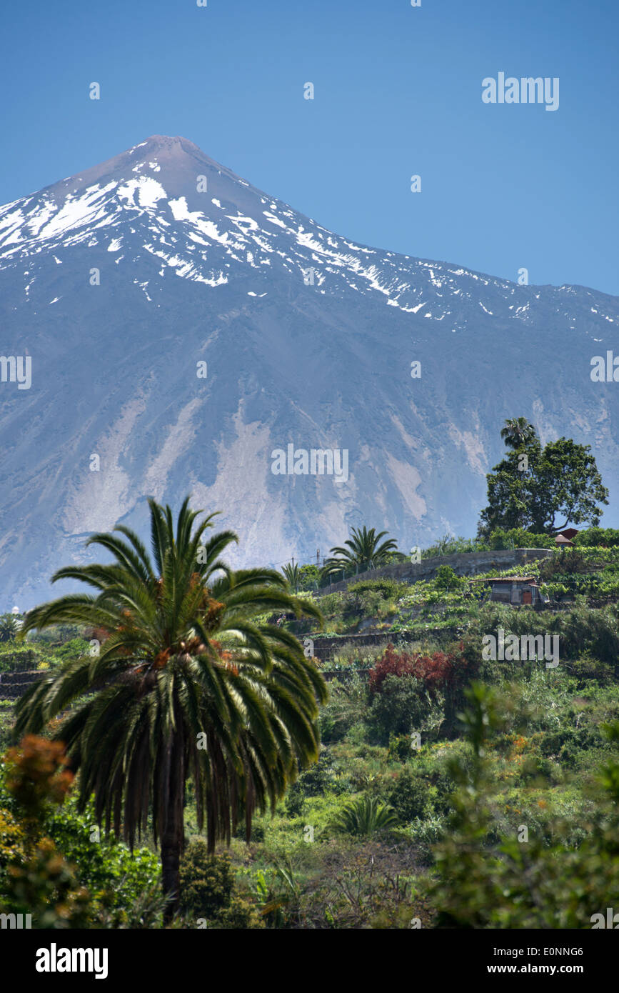 view from botanic garden in Icod de los Vinos to Teide - Tenerife Spain ...