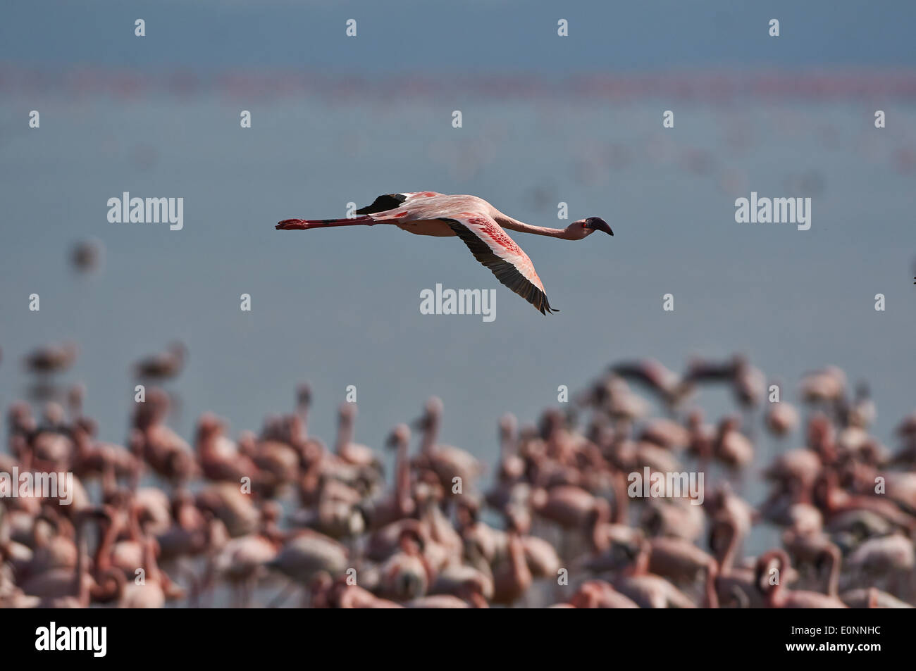 Lesser flamingo in flight at Nakuru N.P Stock Photo - Alamy