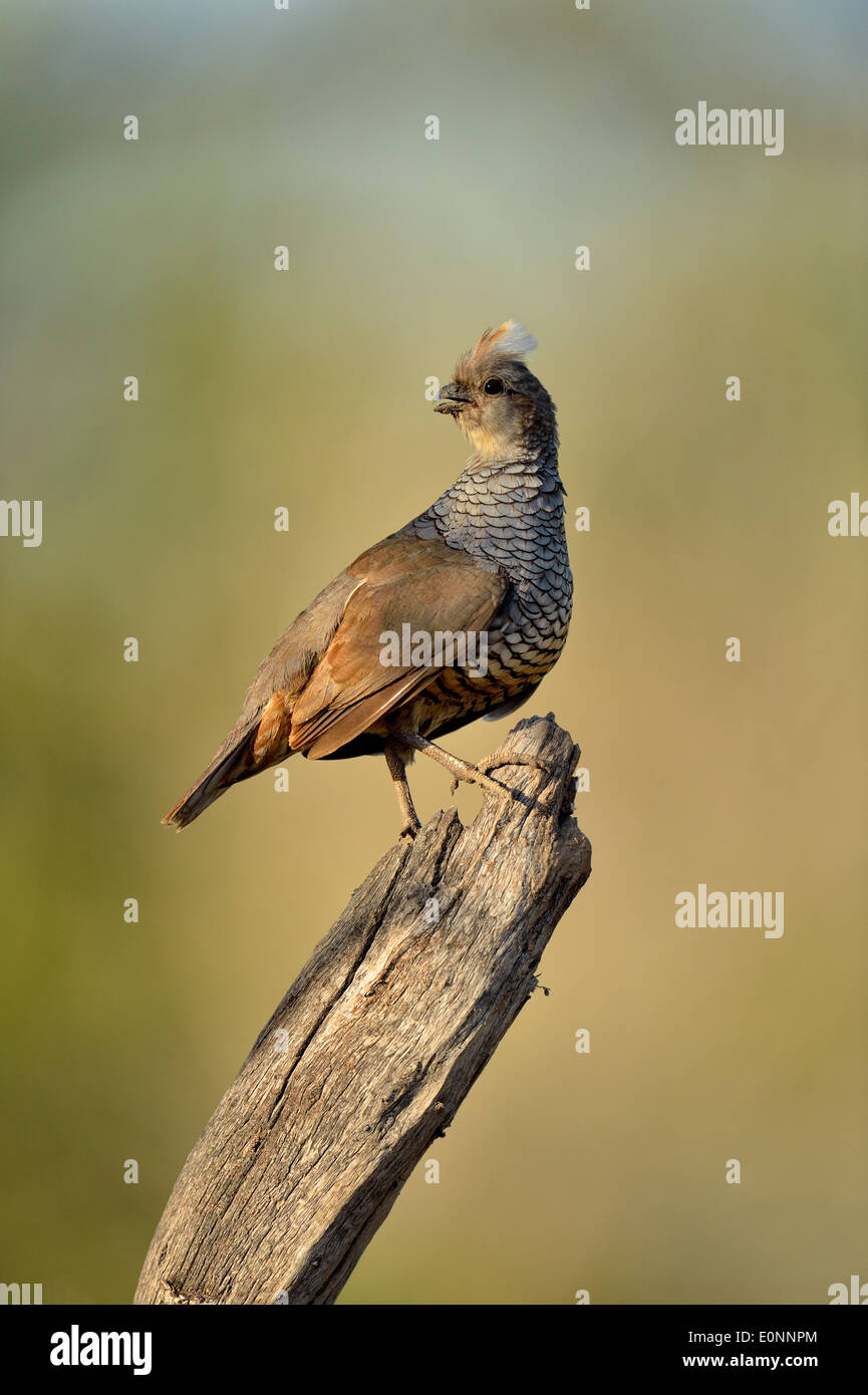 Blue scaled quail bird hi-res stock photography and images - Alamy