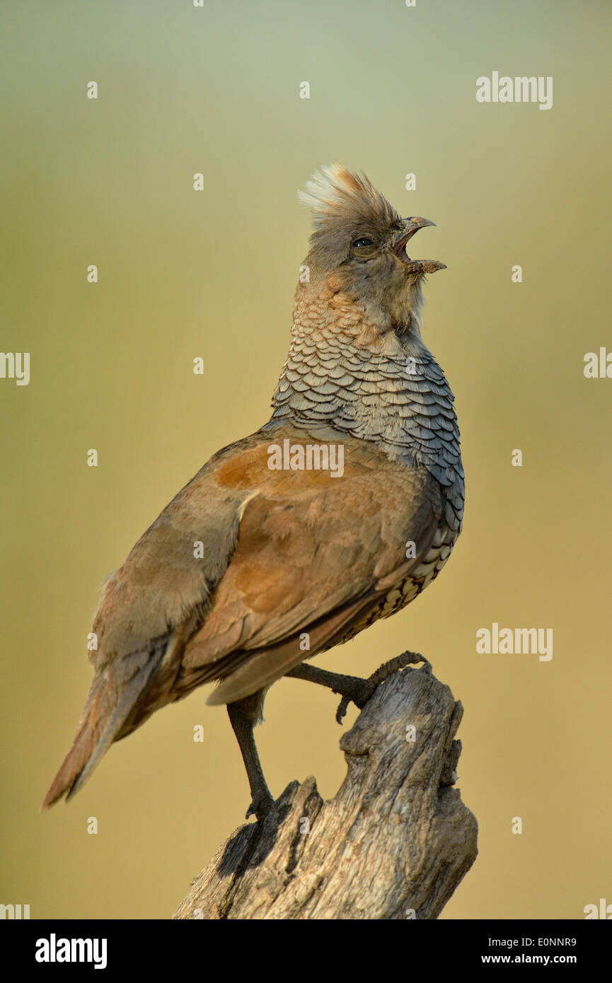 Scaled Quail (Callipepla squamata), Rio Grande City, Texas, USA Stock ...