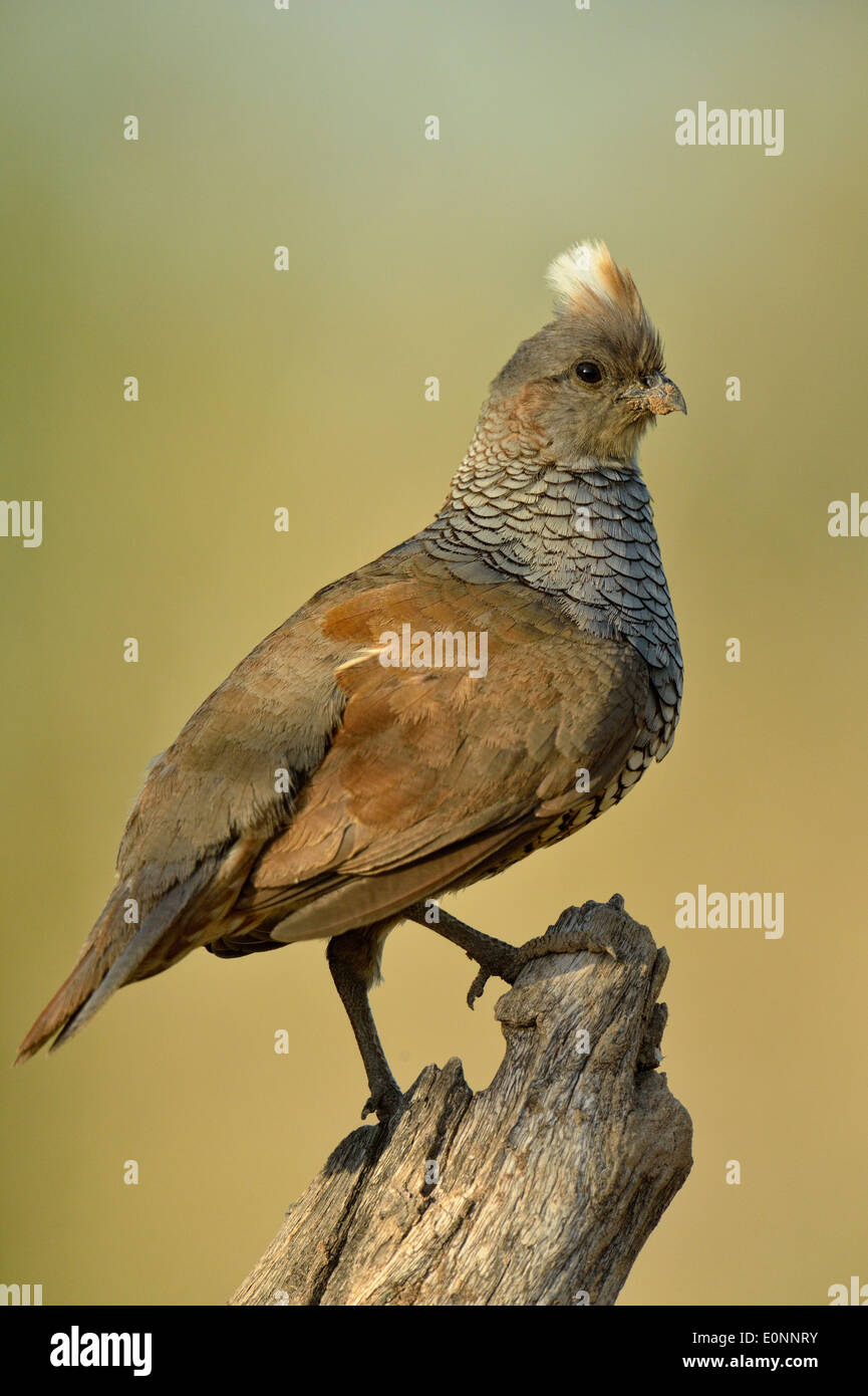 Blue scaled quail bird hi-res stock photography and images - Alamy