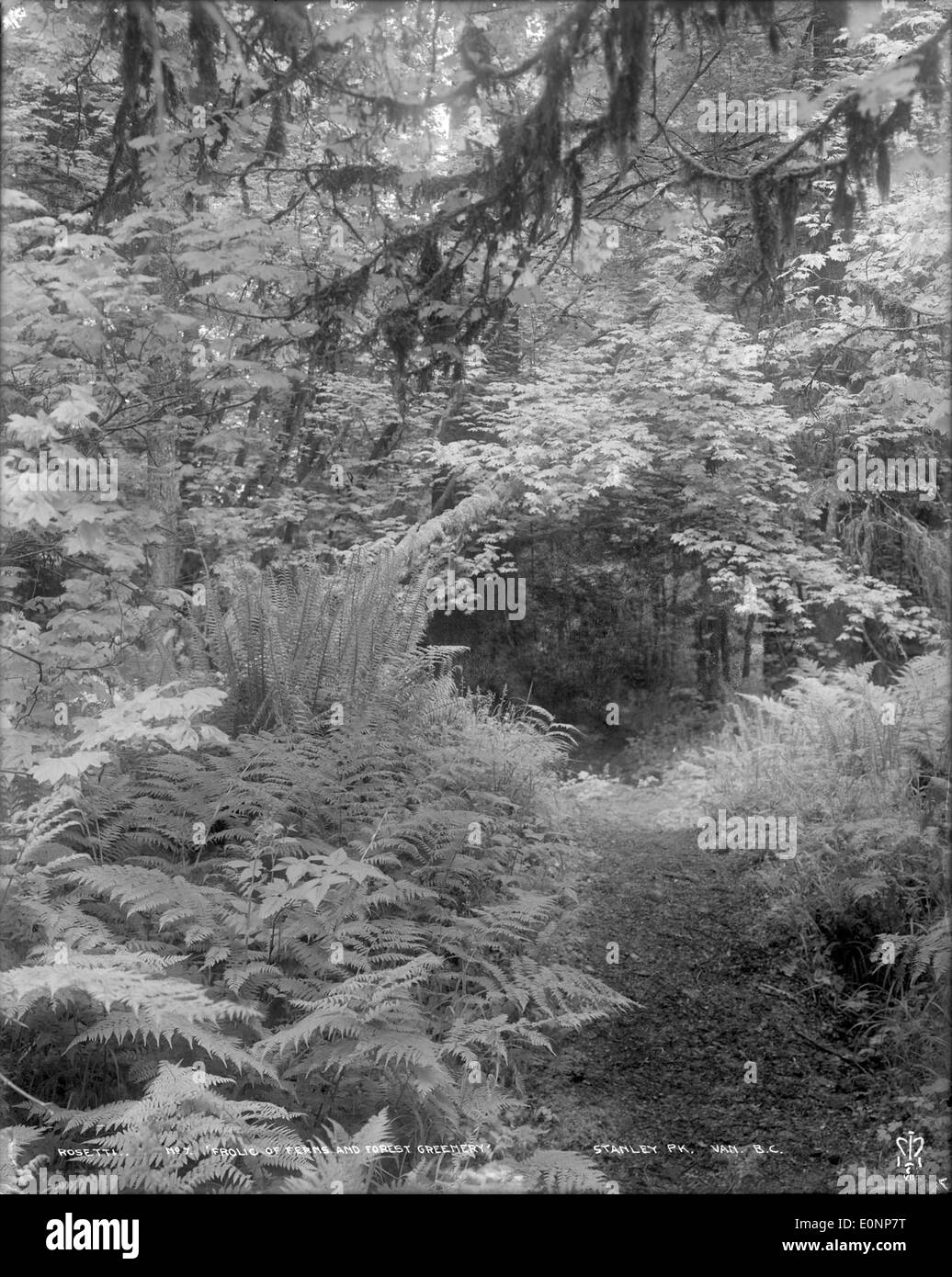 A scenic photograph of ferns and summer greenery in Stanley Park ...