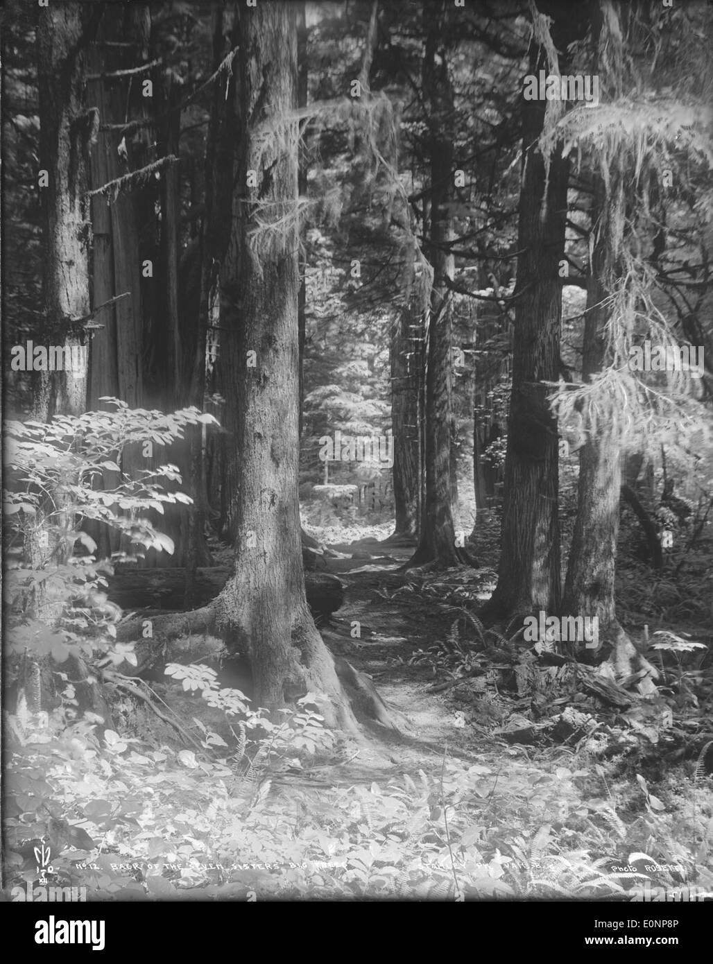 Large trees canadian forest hi-res stock photography and images - Alamy