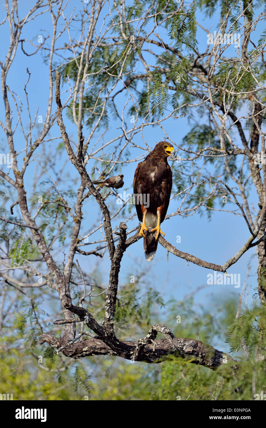 South texas hawks hi-res stock photography and images - Alamy