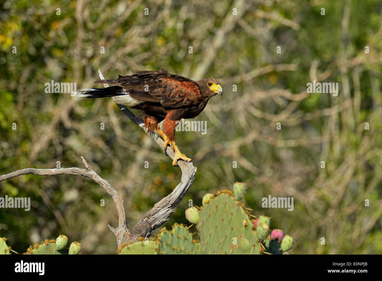 South texas hawks hi-res stock photography and images - Alamy